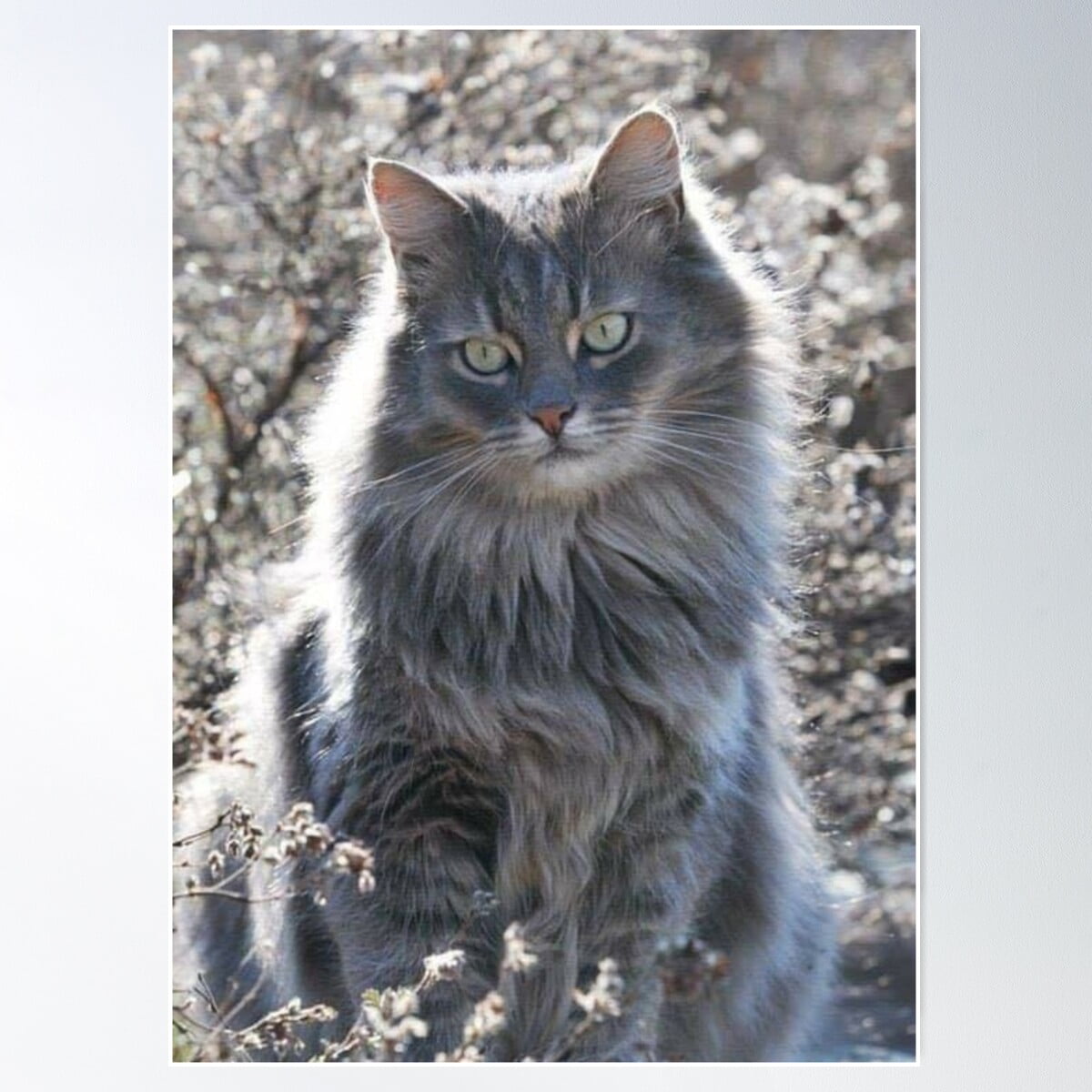 The Gray Cat Poster Wall Art, Modern Wall Decor For Living Room Bedroom ...