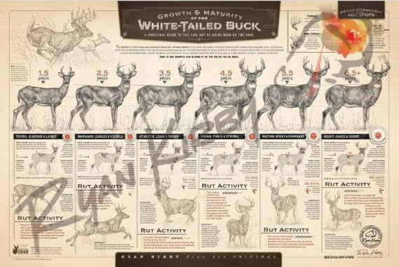 "The Growth & Maturity of the White-tailed Buck" Fine Art Paper Print ...