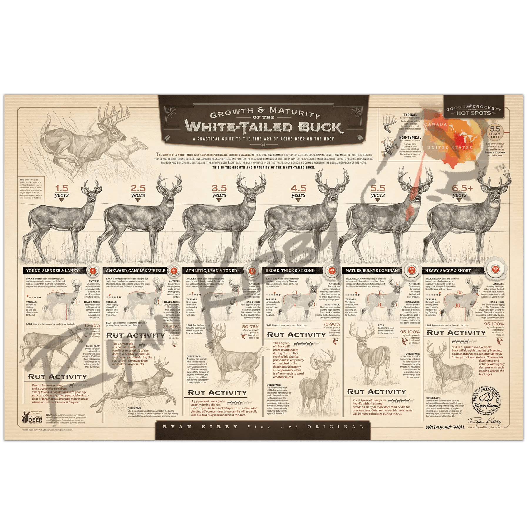"The Growth and Maturity of the White-tailed Buck" Paper Art Print ...