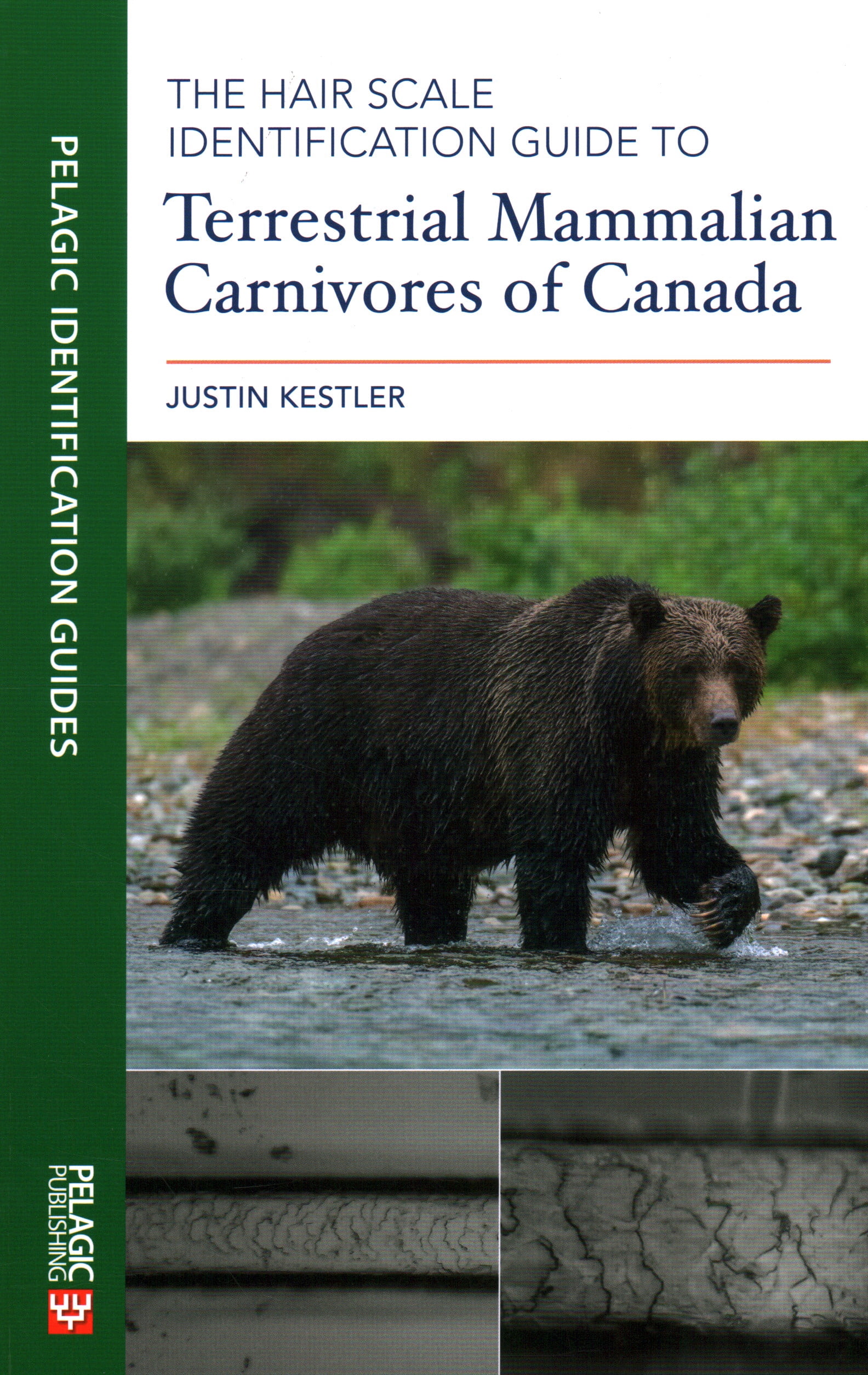 The Hair Scale Identification Guide to Terrestrial Mammalian Carnivores ...