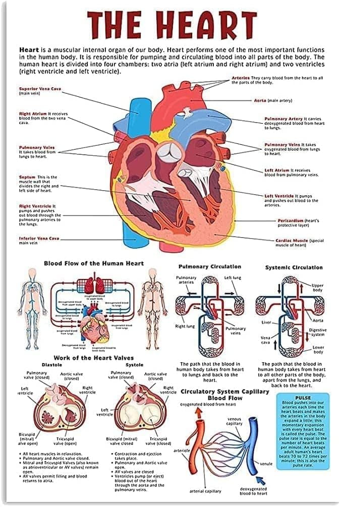 The Heart Anatomy Metal Signs Wall Decor Aluminium Sign Cardiology ...