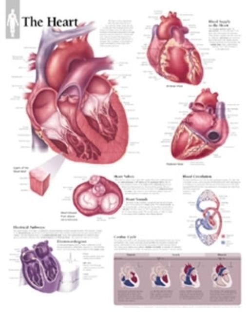 The Heart chart : Laminated Wall Chart (Wallchart) - Walmart.com