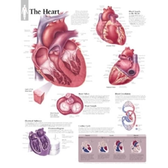 The Heart chart : Laminated Wall Chart (Wallchart) - Walmart.com