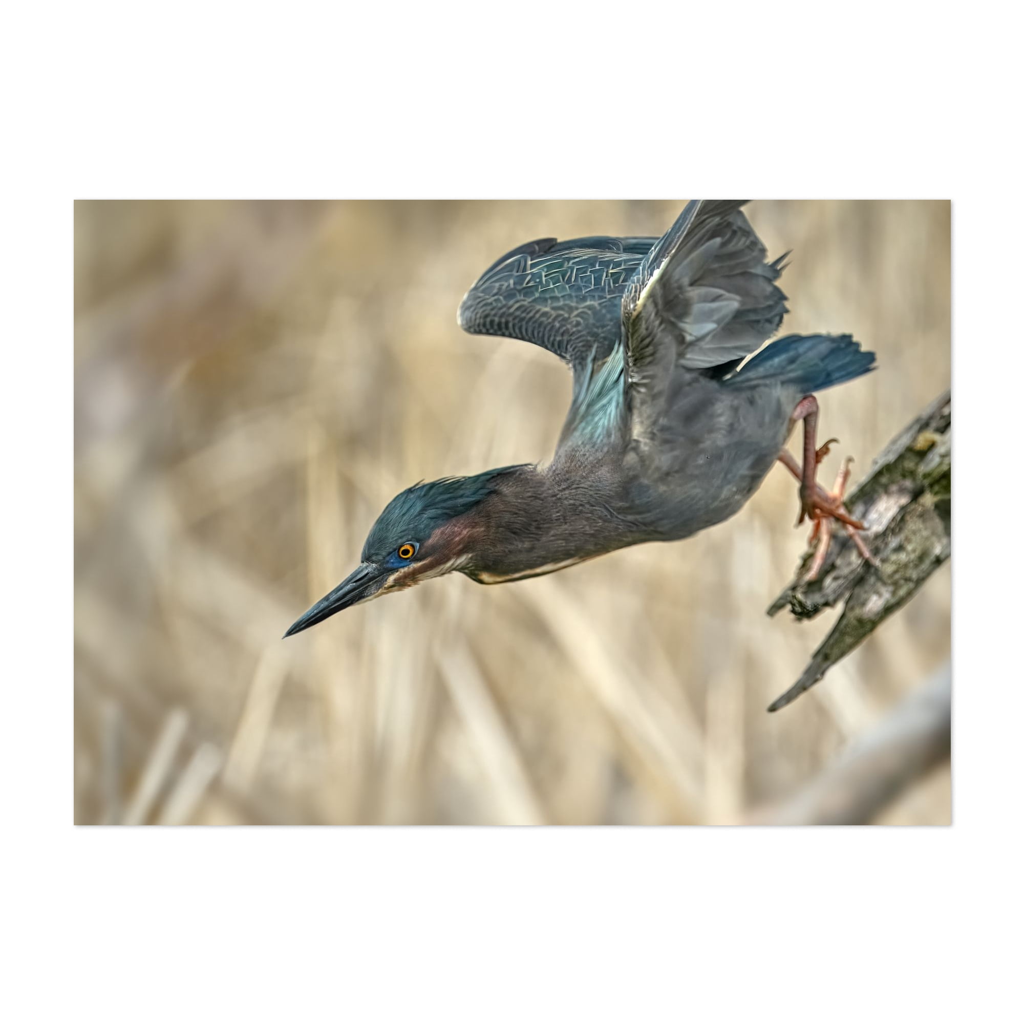 The Heron Strikes - Photography Wildlife Bird Nature Animal Scenic ...