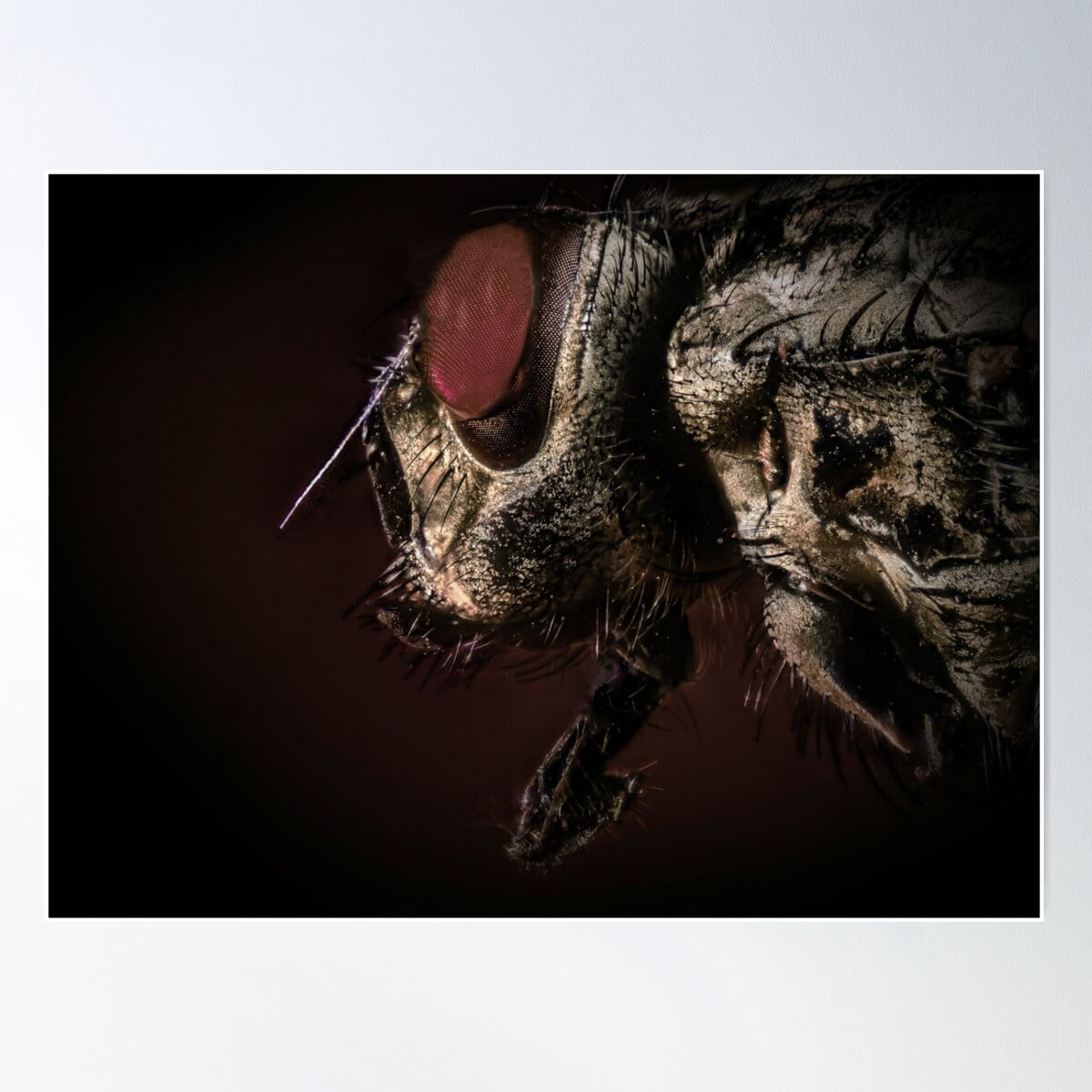 The Horror Fly | Macro Photography Of A Common Housefly Poster Wall Art ...