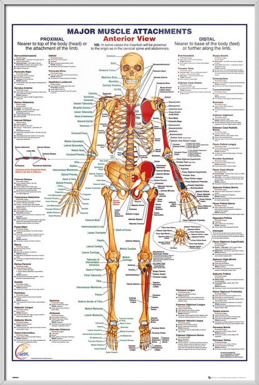 The Human Body - Framed Medical / Educational Poster (Major Muscle ...