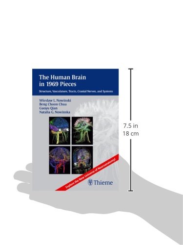 The Human Brain in 1969 Pieces: Structure, Vasculature, Tracts, Cranial Nerves and Systems ...