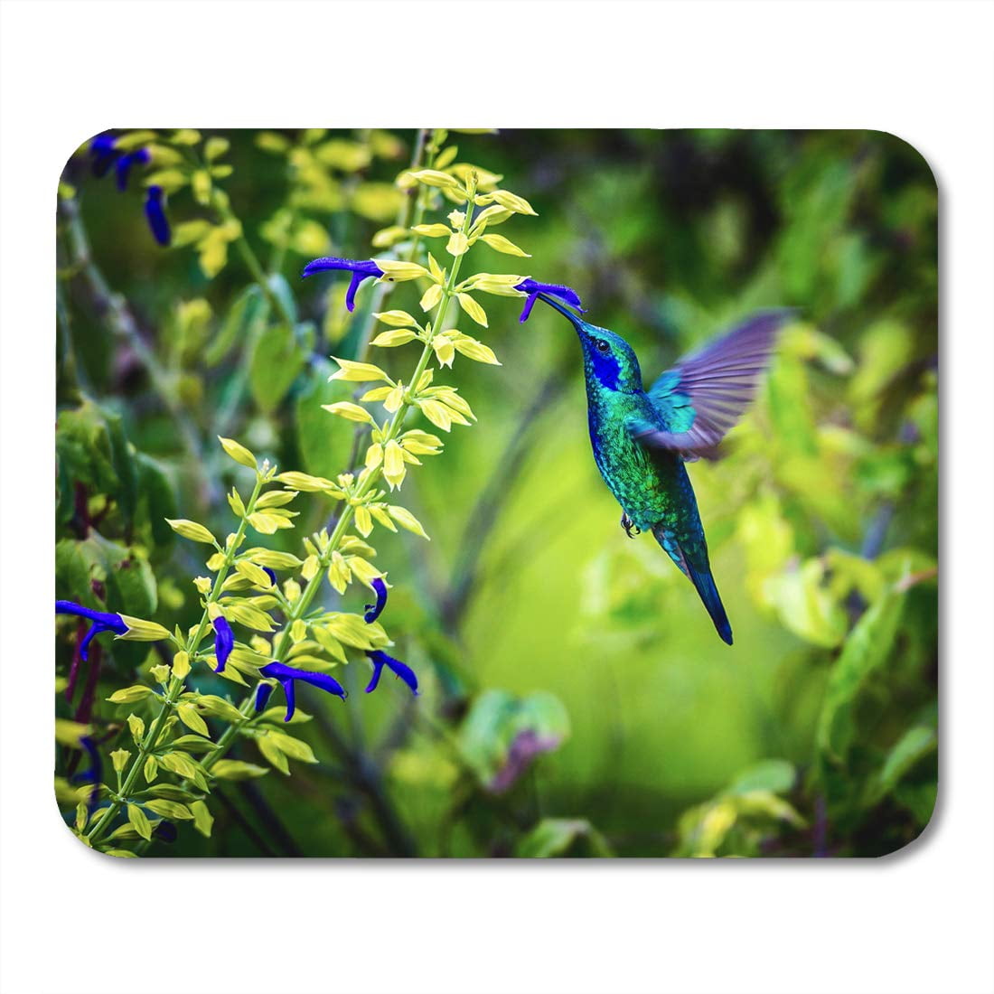 The Incredibly Beautiful Green Violet Eared Hummingbird in Central ...