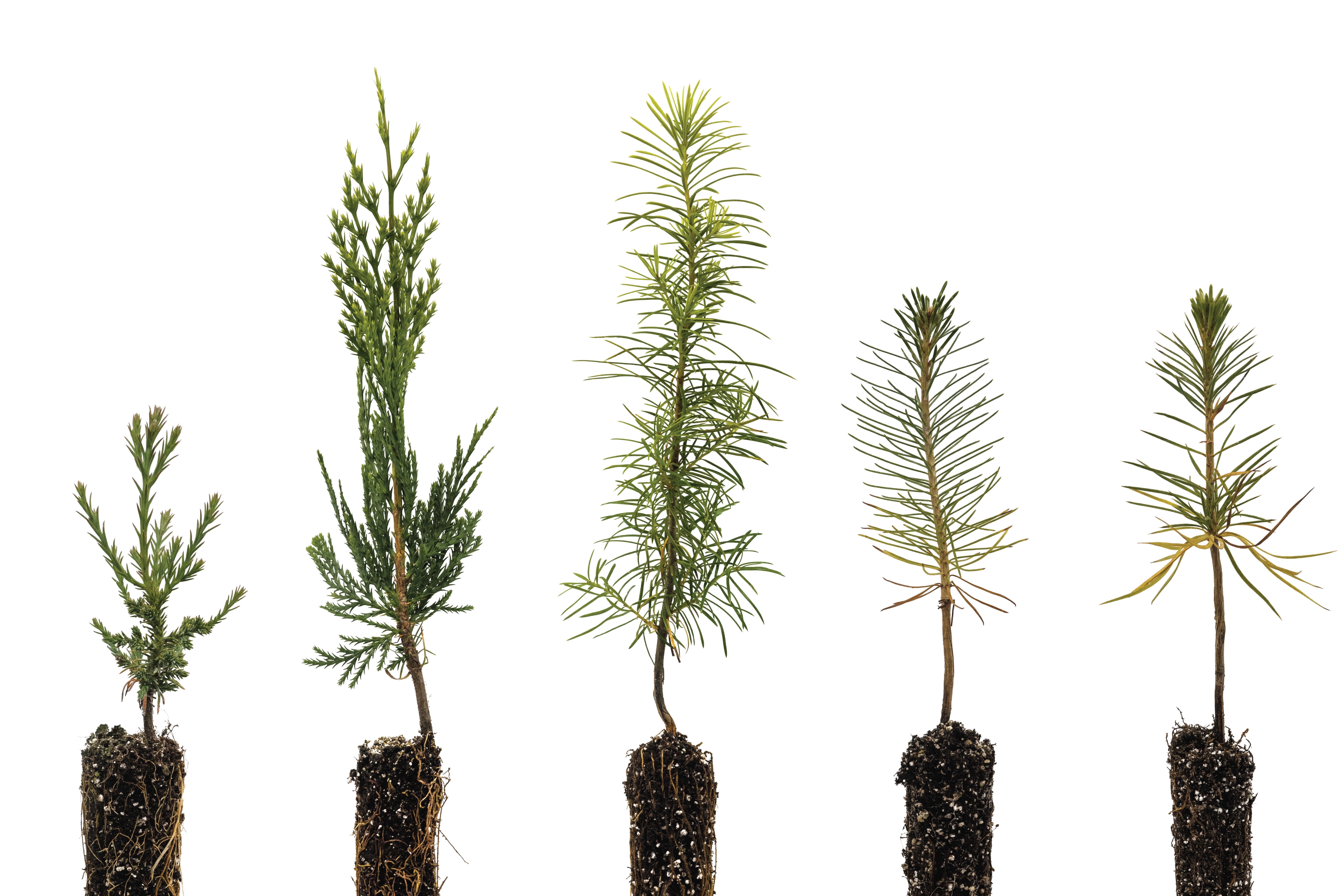 The Jonsteen Company Conifers de la Sierra Nevada Plant Seeds - Walmart.com