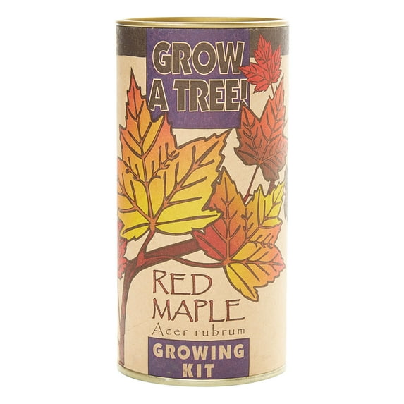 The Jonsteen Company Red Maple Tree Seed Grow Kit with Germination ...