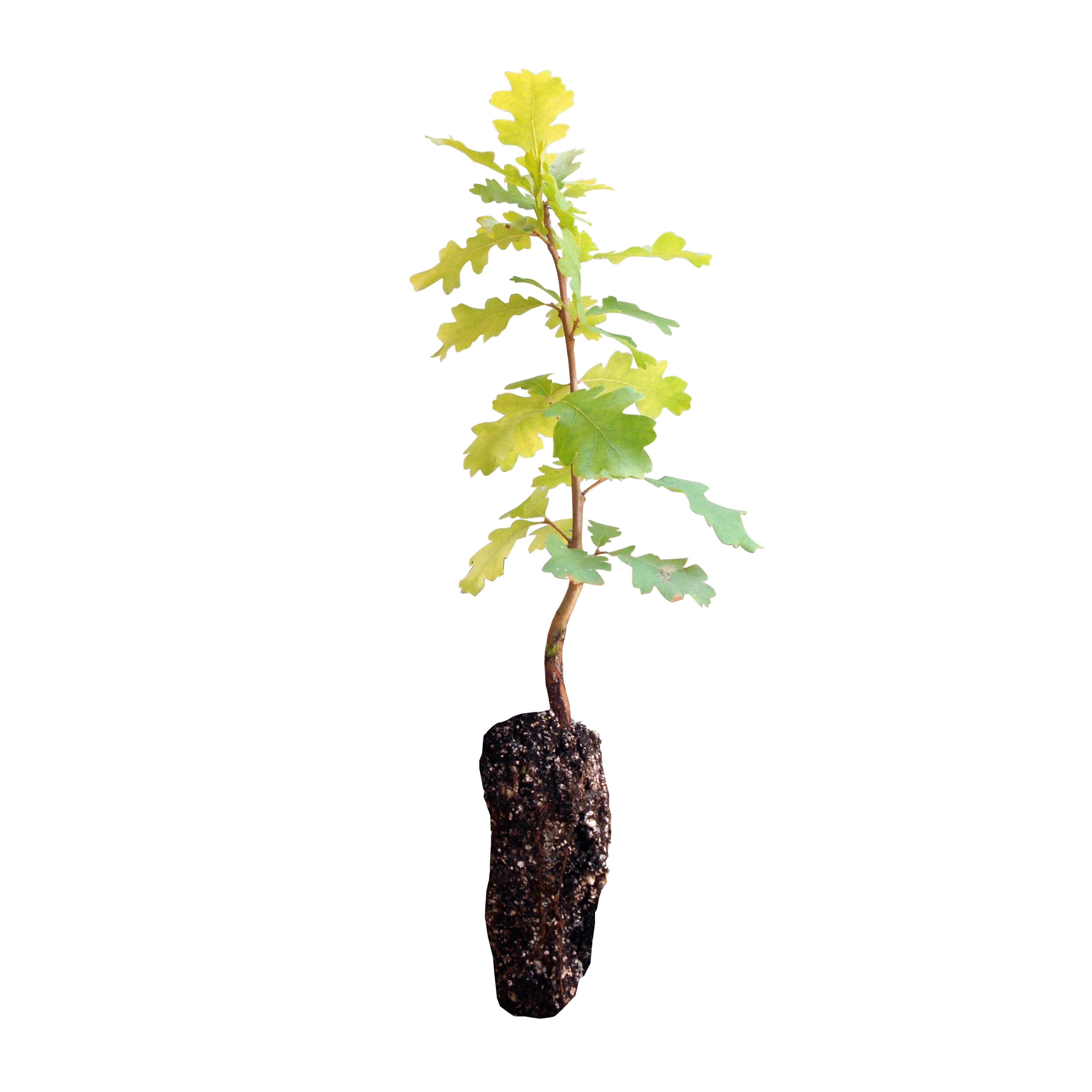 The Jonsteen Company Valley Oak Live Tree - Walmart.com