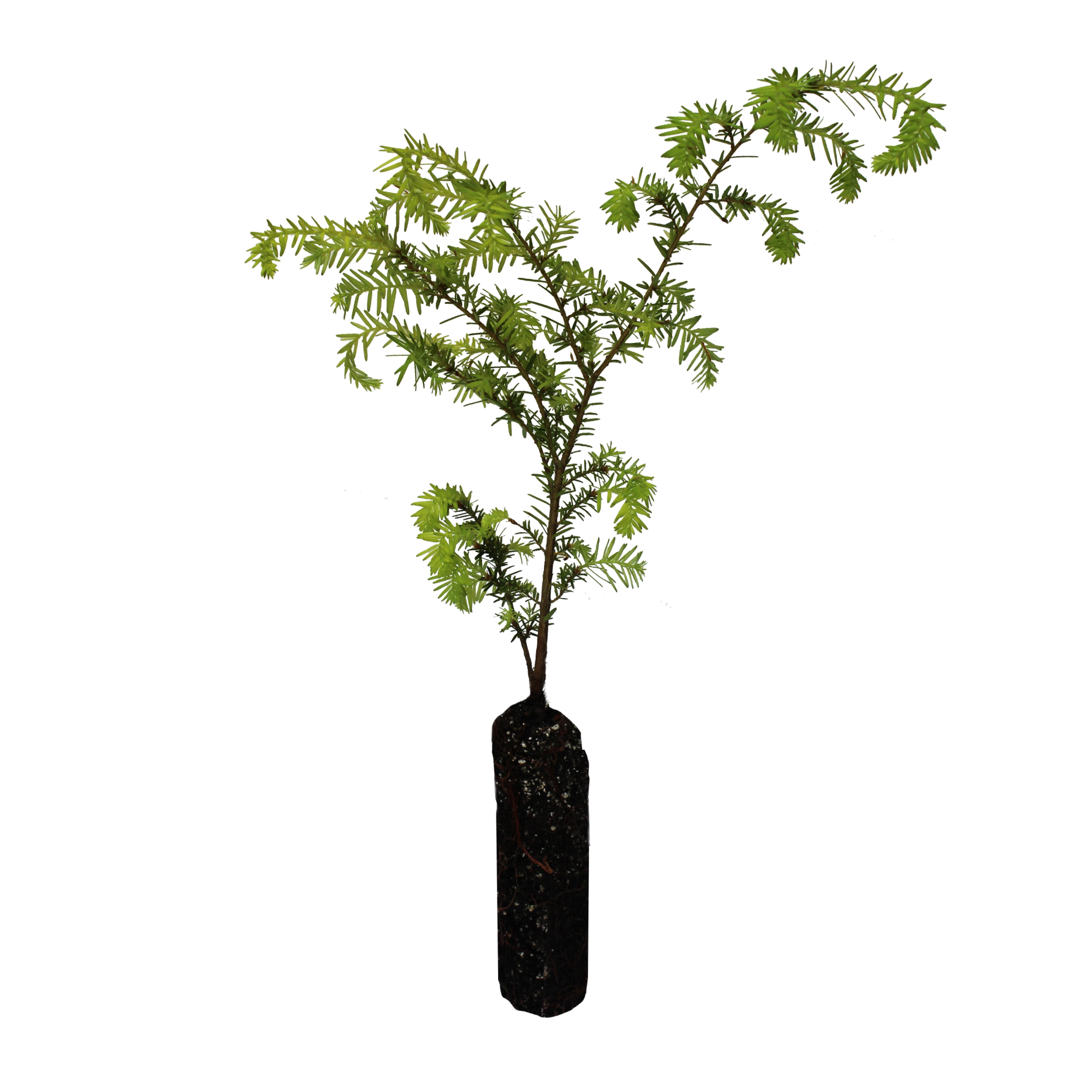 The Jonsteen Company Western Hemlock Medium Tree Seedling - Walmart.com