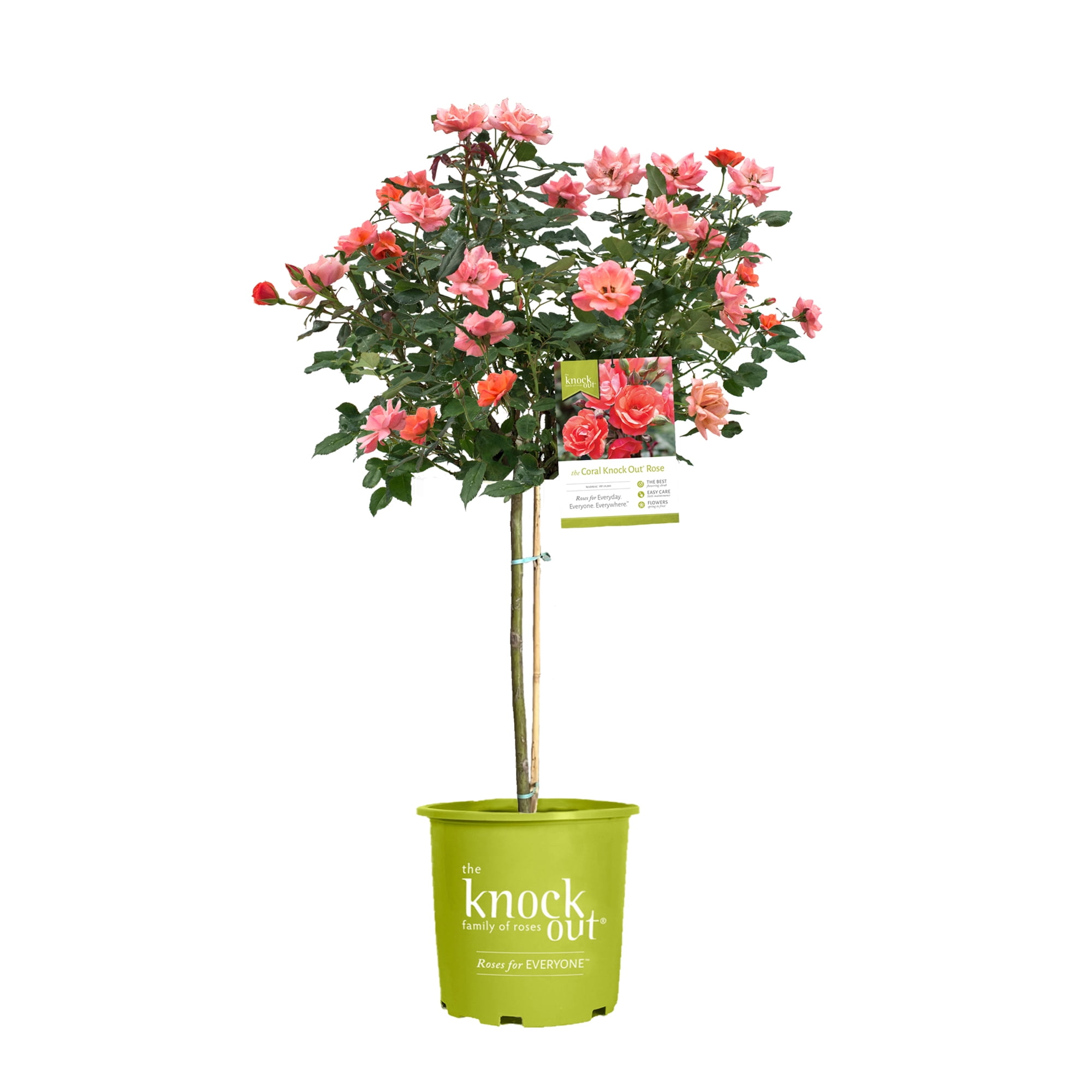 The Knock Out® Family of Roses 'The Coral Knock Out® Rose' Live Tree in ...