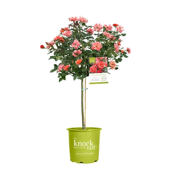 The Knock Out® Family of Roses 'The Coral Knock Out® Rose' Live Tree in ...