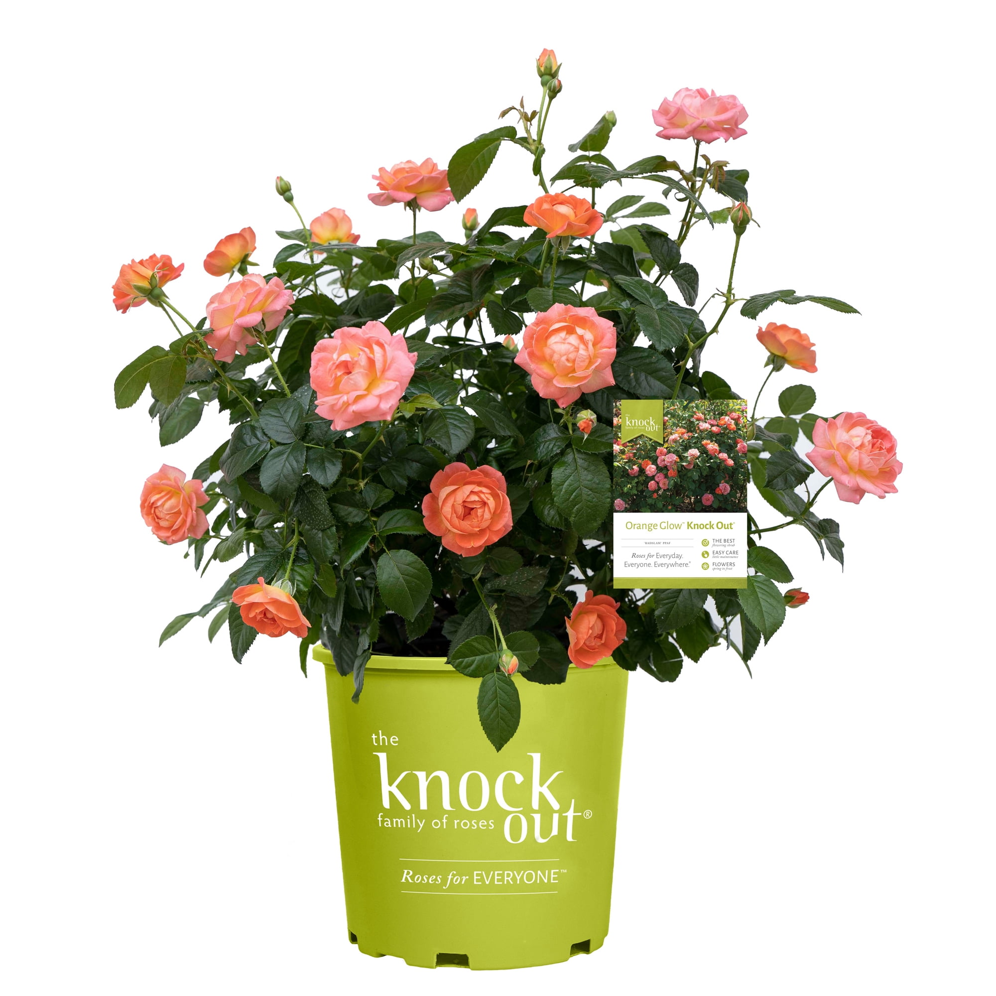 The Knock Out® Family of Roses 'The Orange Glow Knock Out® Rose' Live ...