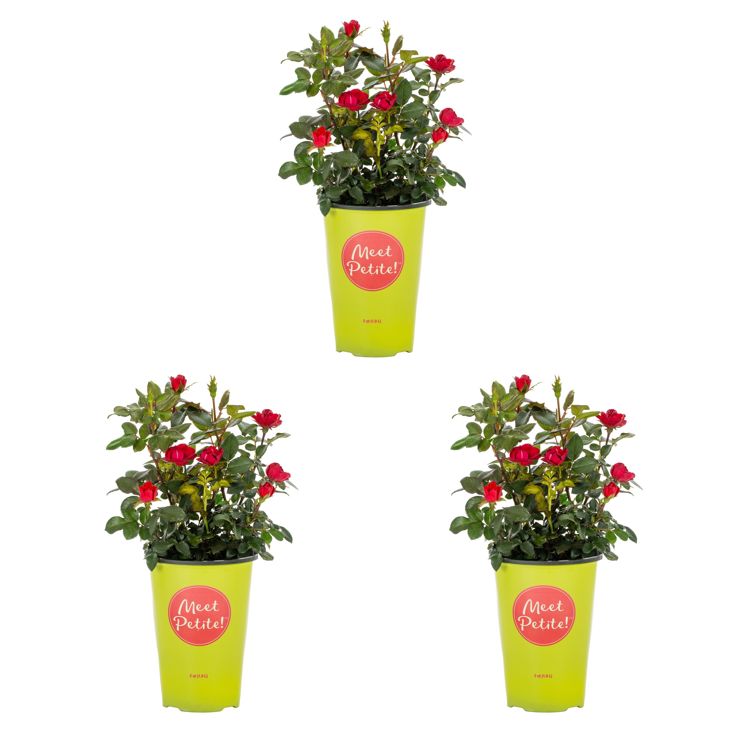 The Knock Out® Family of Roses 'The Petite Knock Out® Rose' Live Shrub ...