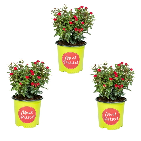 Double Knockout Rose