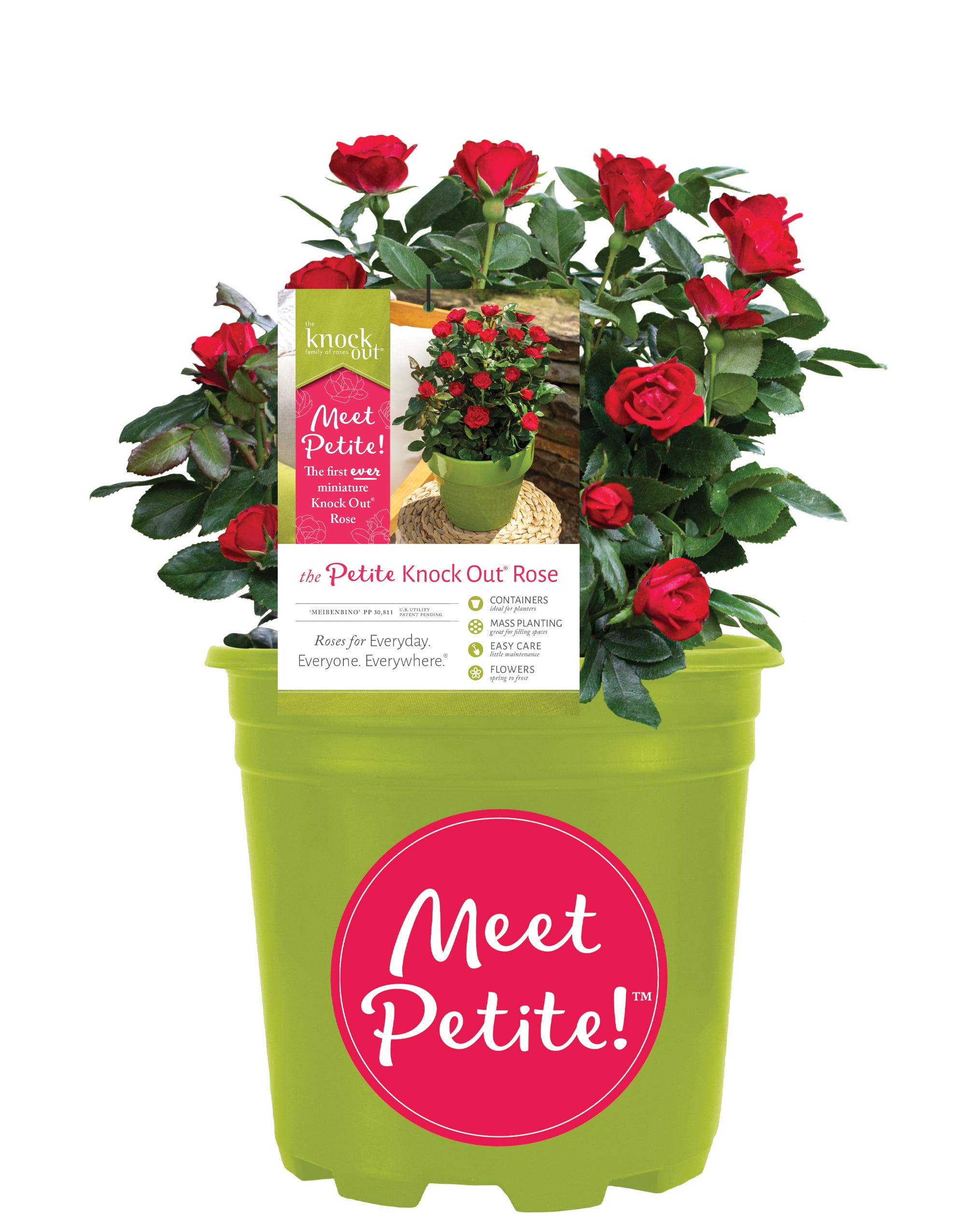 The Knock Out® Family of Roses 'The Petite Knock Out® Rose' Live Shrub ...