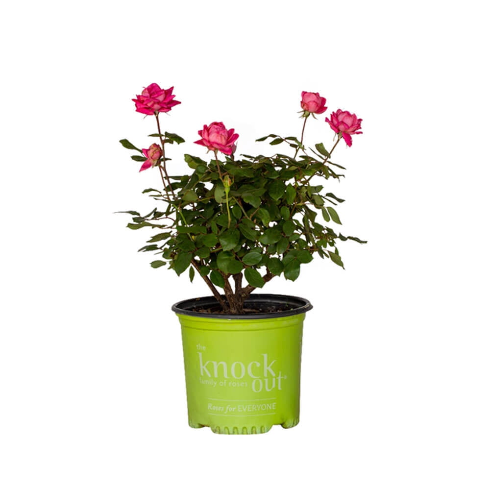 The Knock Out® Family of Roses 'The Pink Double Knock Out® Rose' Live ...
