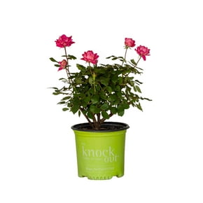 Rose Bushes in Garden Bushes - Walmart.com