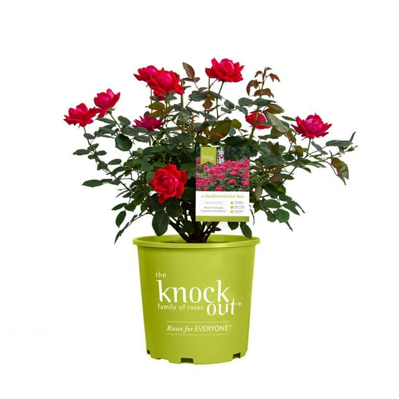 Rose Bushes in Garden Bushes - Walmart.com