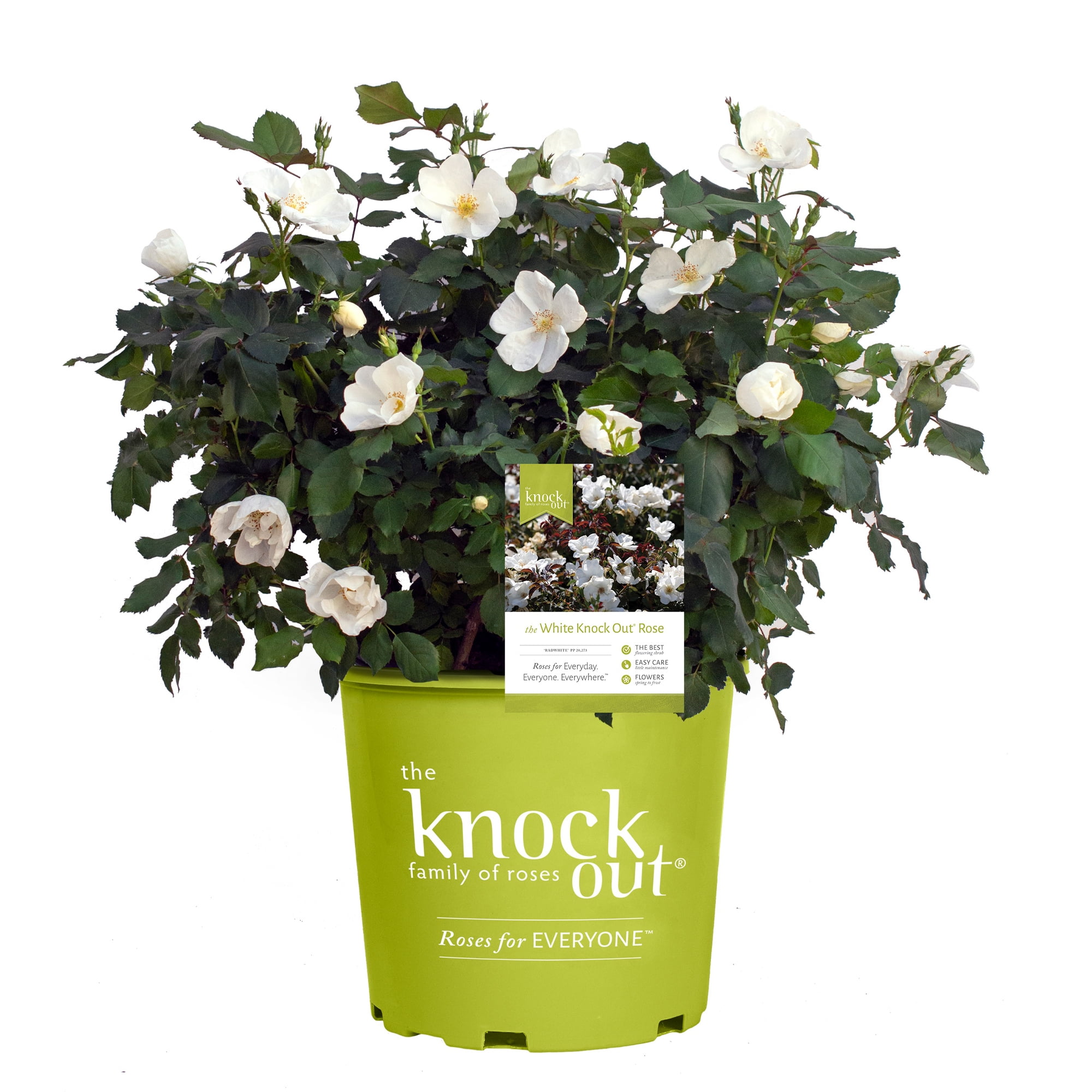 The Knock Out® Family of Roses 'The White Knock Out® Rose' Live Shrub ...