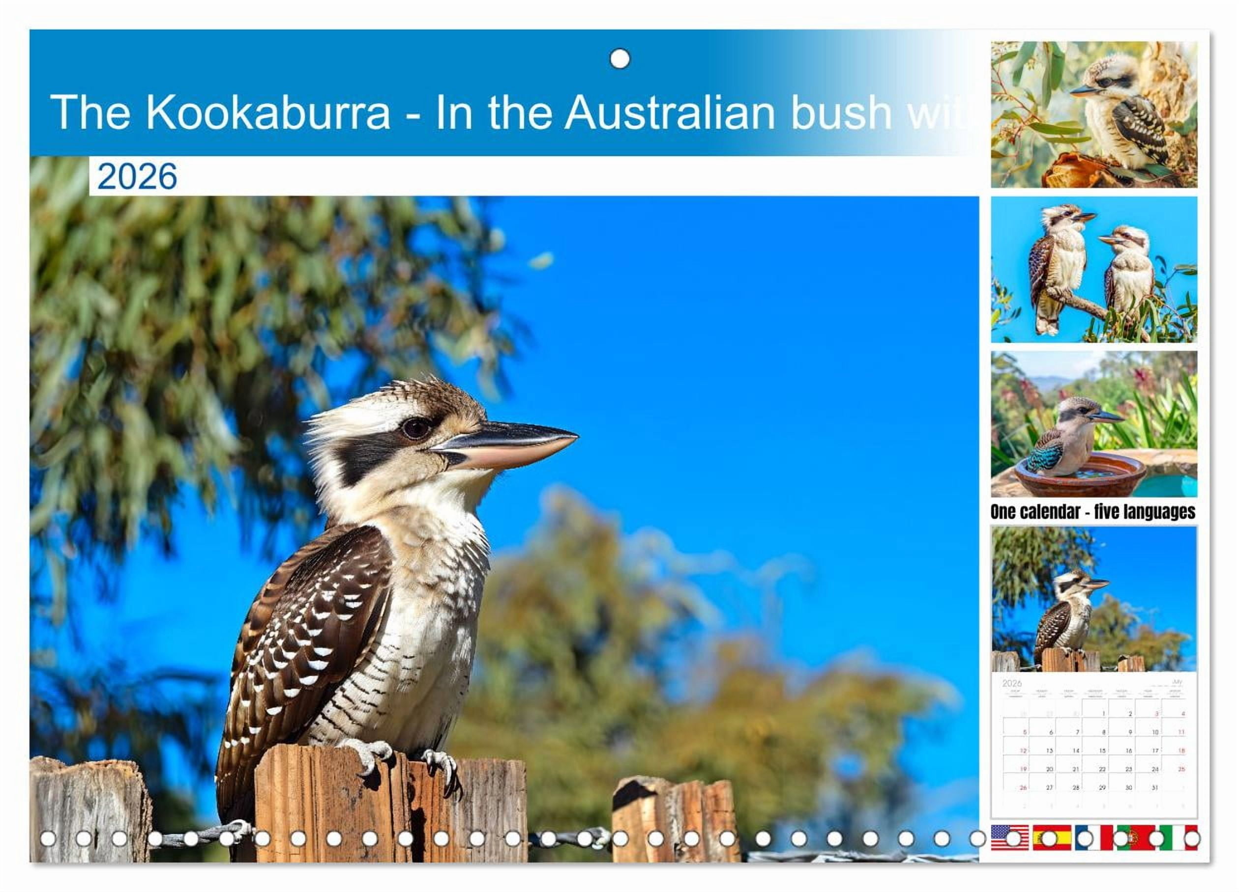 The Kookaburra - In the Australian bush with the laughing Hans (Monthly ...