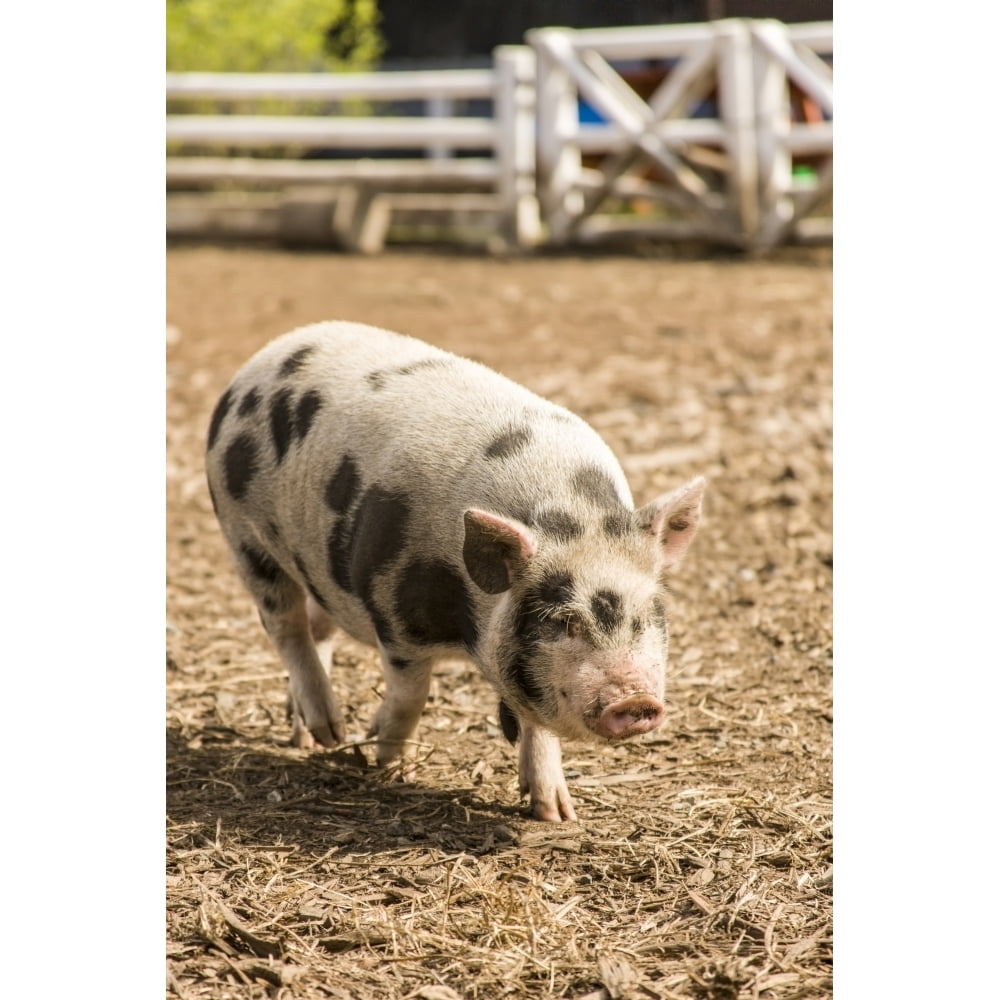 The Kunekune is a small breed of domestic pig with a docile friendly ...