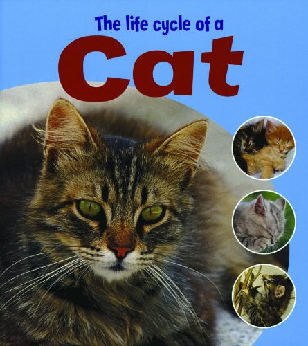 Cat Life Cycle