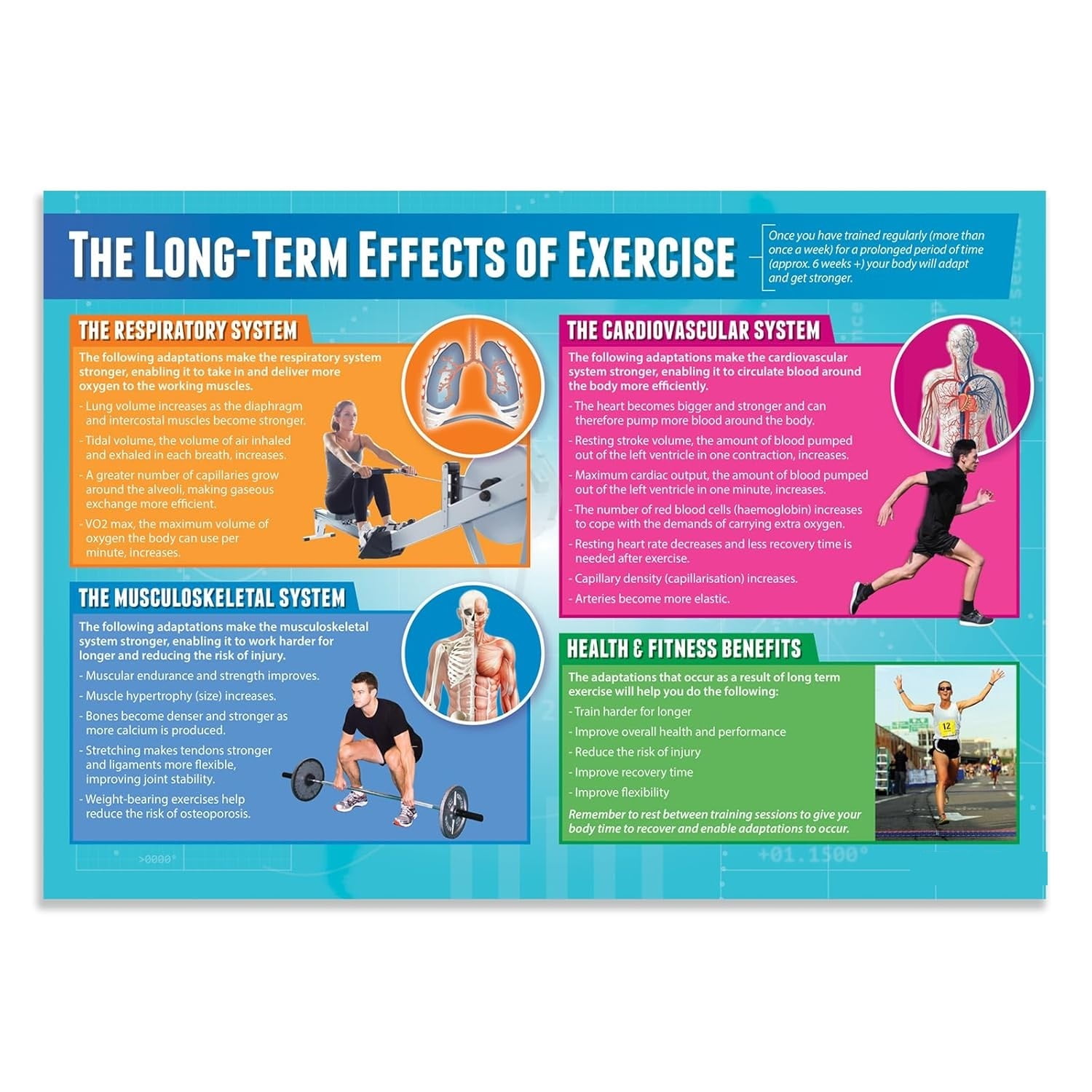 The Long-Term Effects of Exercise Classroom Poster Physical Education ...