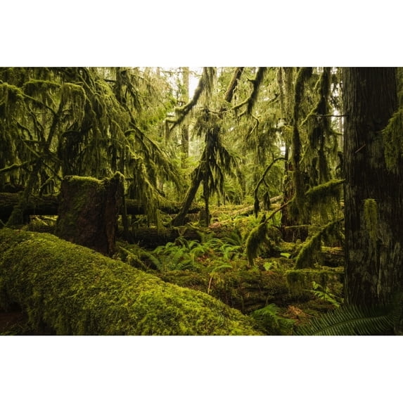 The Lush Rainforest Of Cathedral Grove Macmillan Provincial Park ...