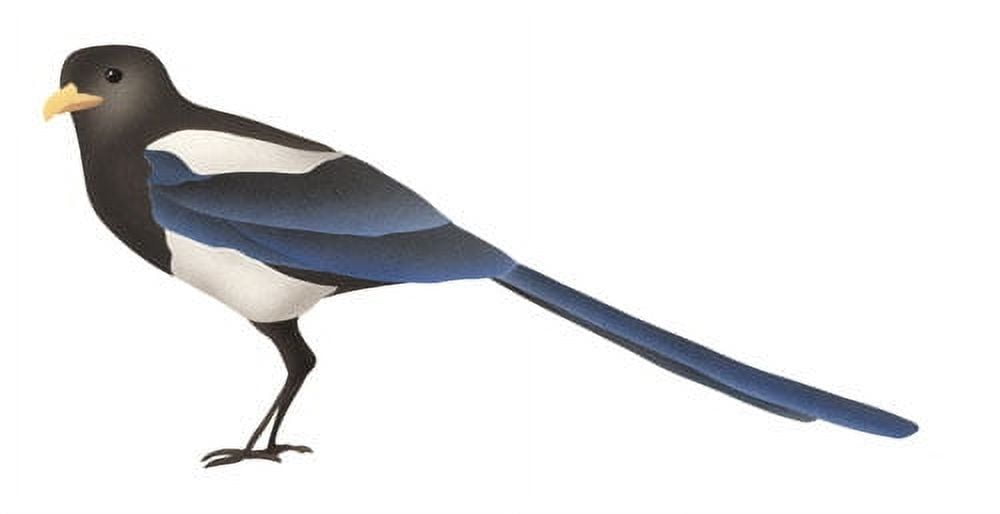 The Mad Stencilist Magpie Bird in Profile Wall Stencil; TMS5112-1 ...
