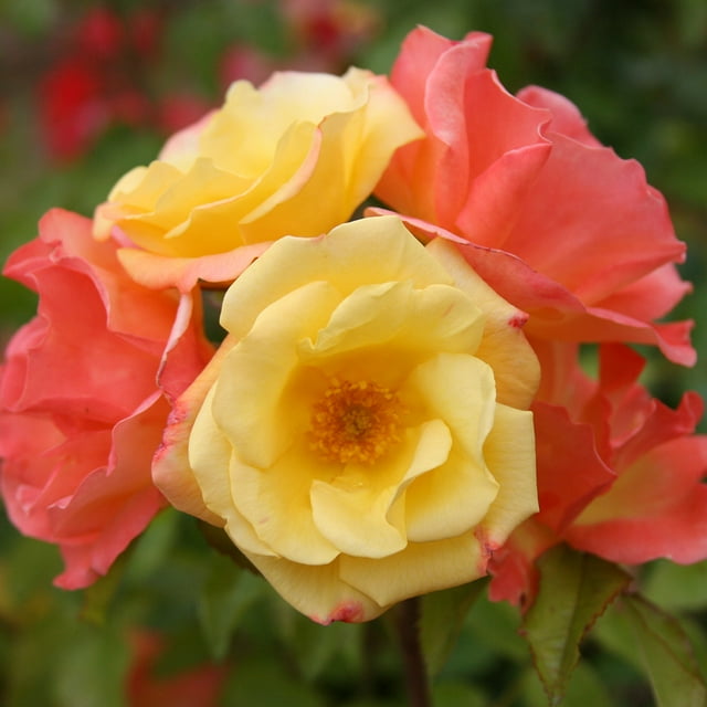 Heirloom Roses' The Magician™ Live, Fragrant, Multi Colored Climbing ...