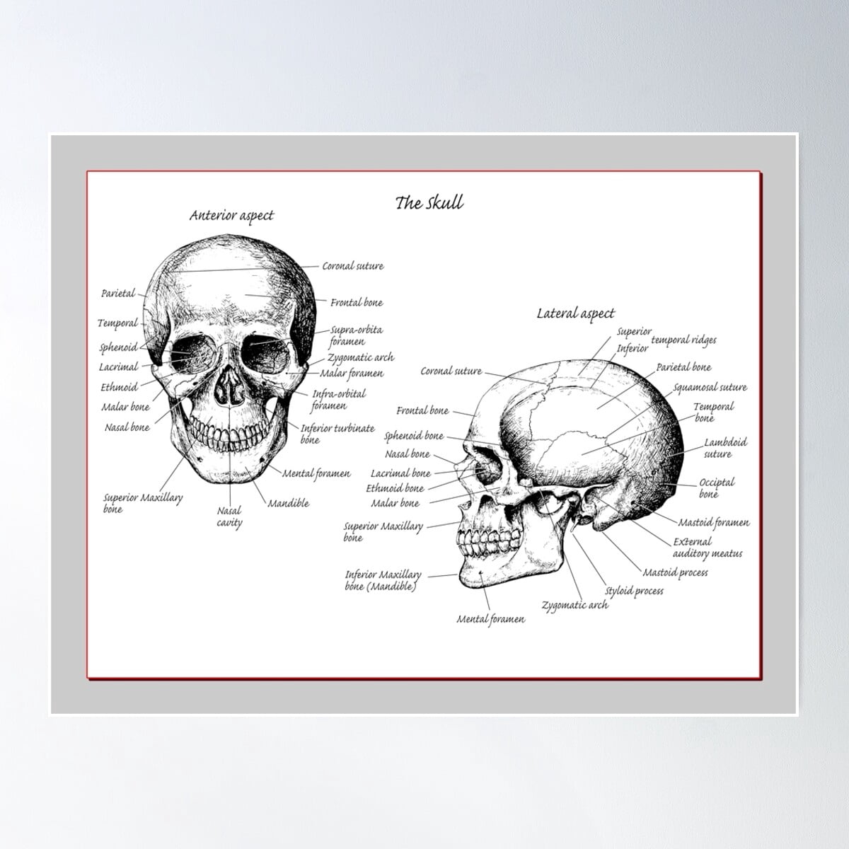 The Main Bones Of The Human Skull, Face And Side View. Poster Wall Art ...