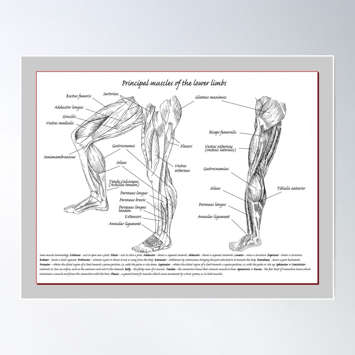 The Major Muscles Of The Human Lower Limbs. Poster Wall Art, Modern ...