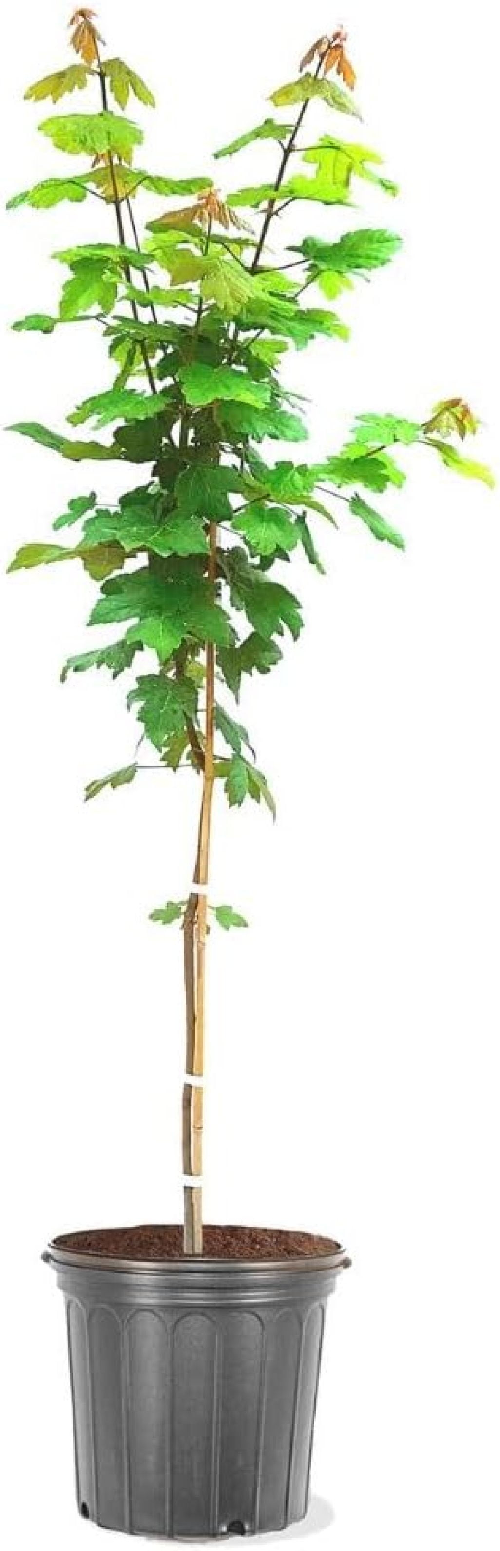 The Maple Autumn Blaze Tree, Vibrant Fall Foliage, Fast Growing ...