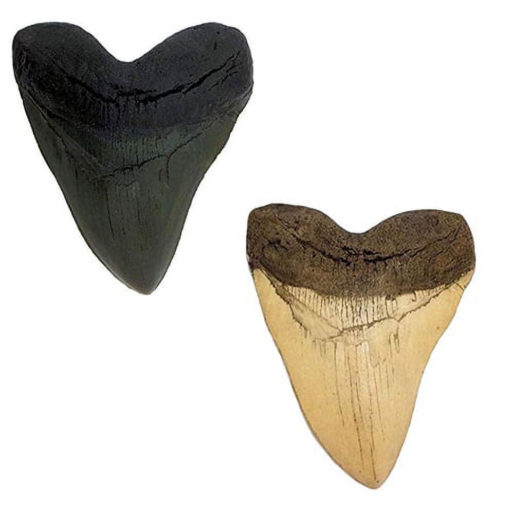The Meg Gift - Two 5.5" Megalodon Tooth Replicas, Genuine Meg Tooth ...