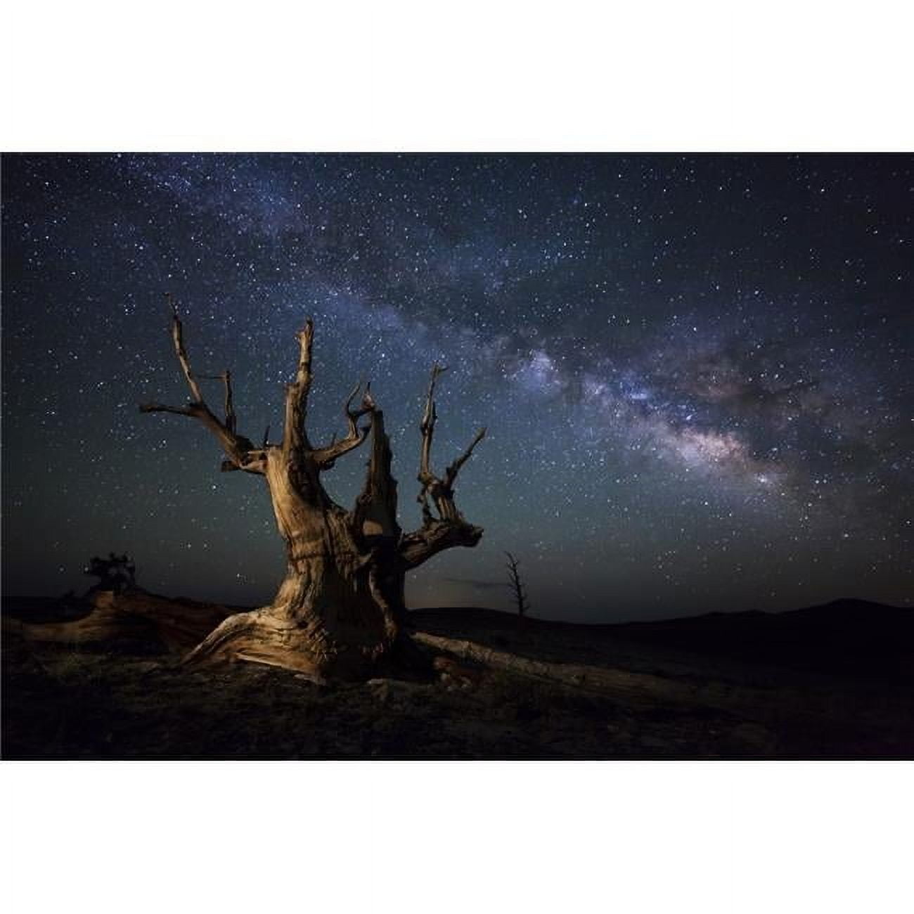 The Milky Way & A Dead Bristlecone Pine Tree High Atop A Dolomite Ridge ...