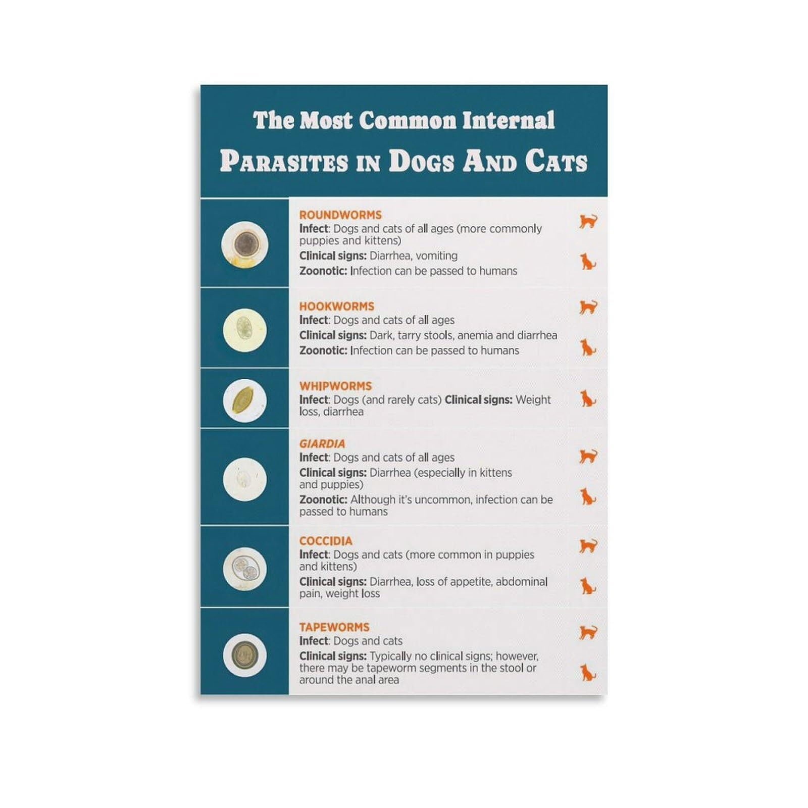 The Most Common Internal Parasites In Dogs And Cats Print Poster Canvas ...