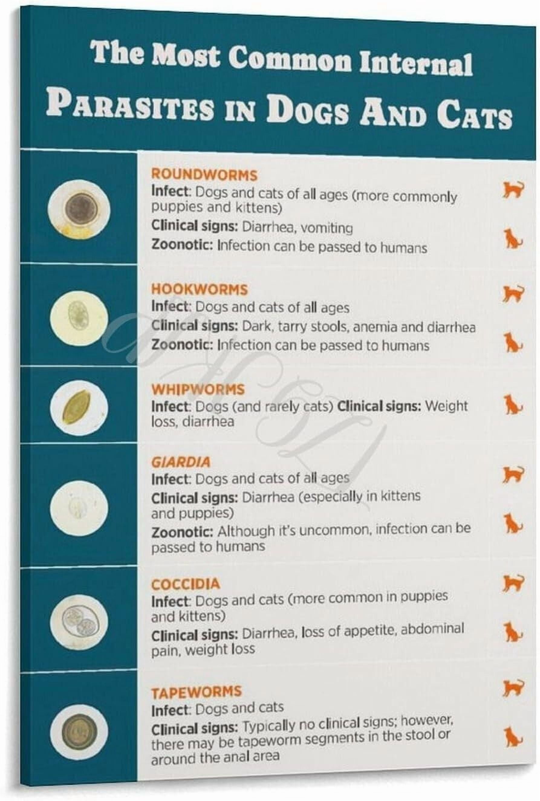 The Most Common Parasites in Dogs And Cats Poster Pet Hospital Wall Art ...