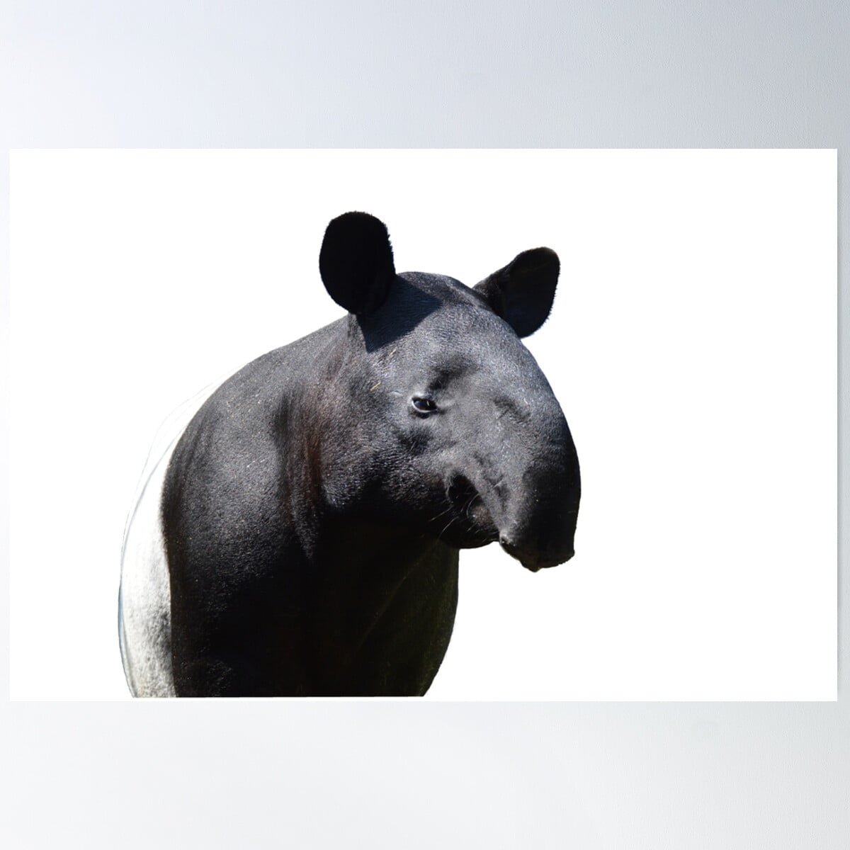 The Most Handsome Tapir In The World Poster Wall Art, Modern Wall Decor ...