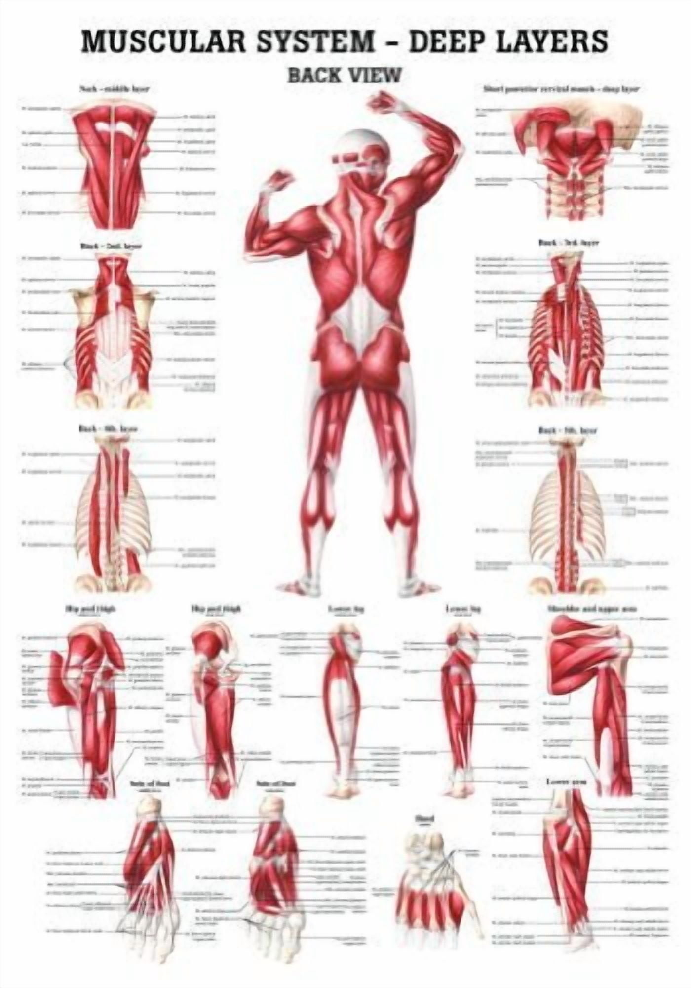 The Muscular System Deep Layers, Back Laminated Anatomy Chart - Walmart.com