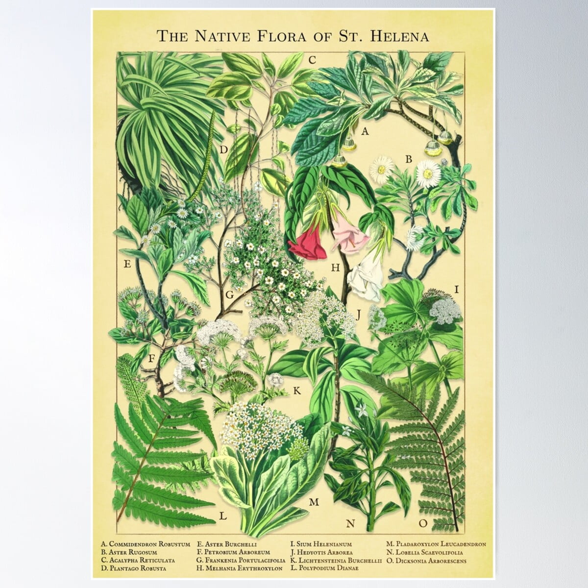 The Native Flora Of St. Helena Victorian Botanical Chart Poster Wall ...