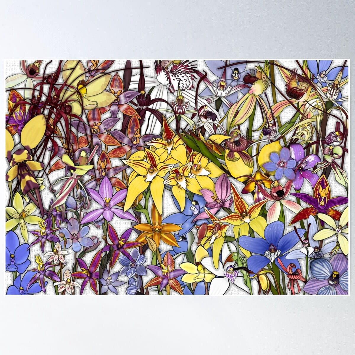 The Native Orchids Of Western Australia Collage Poster Wall Art, Modern ...