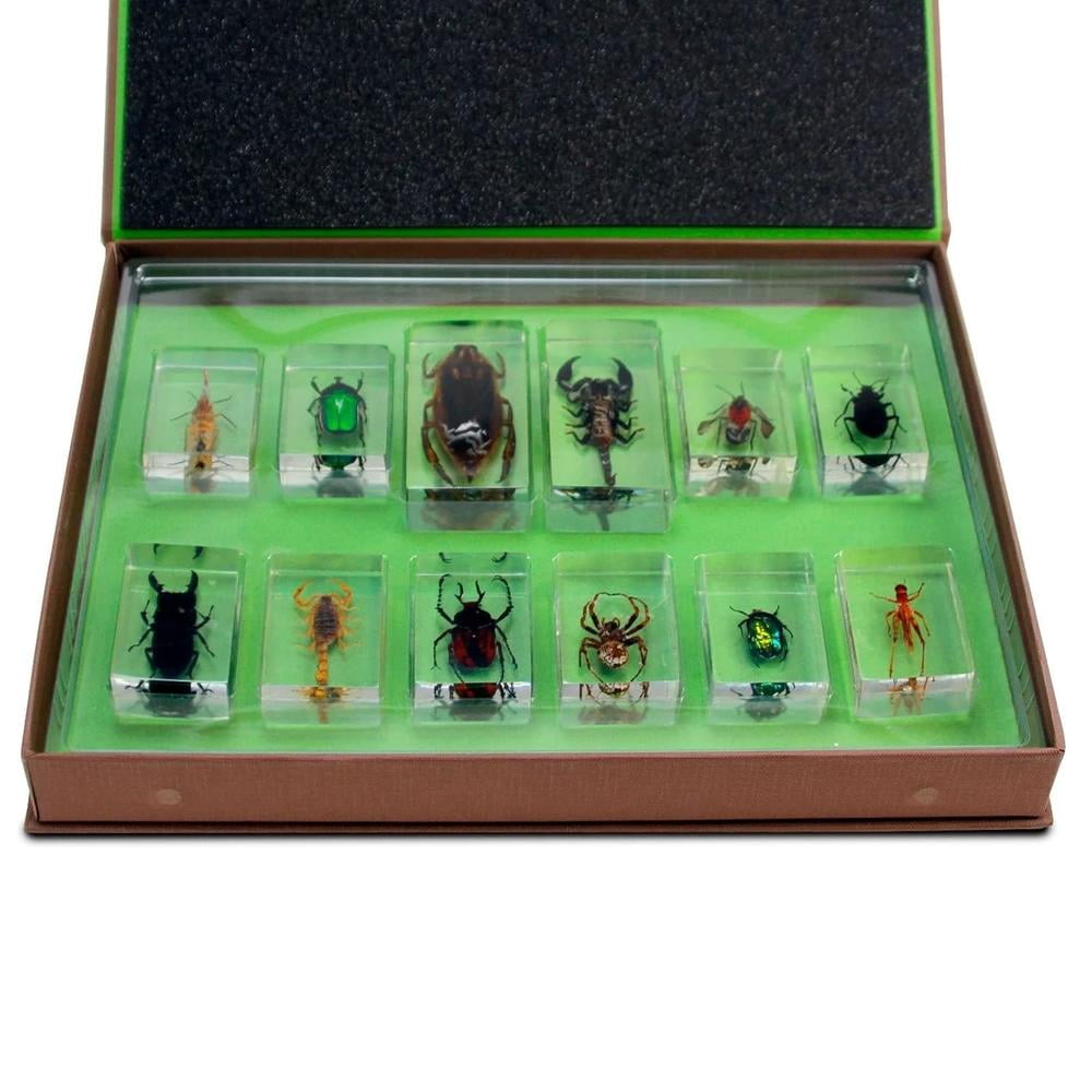 The Nature Collections Curated collection features 12 real insect and ...