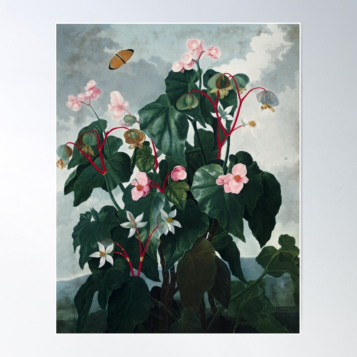 The Oblique-Leaved Begonia - The Temple Of Flora Poster Wall Art ...