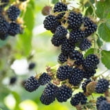 The Old Farmer's Almanac Chester Blackberry Bare Roots for Planting ...