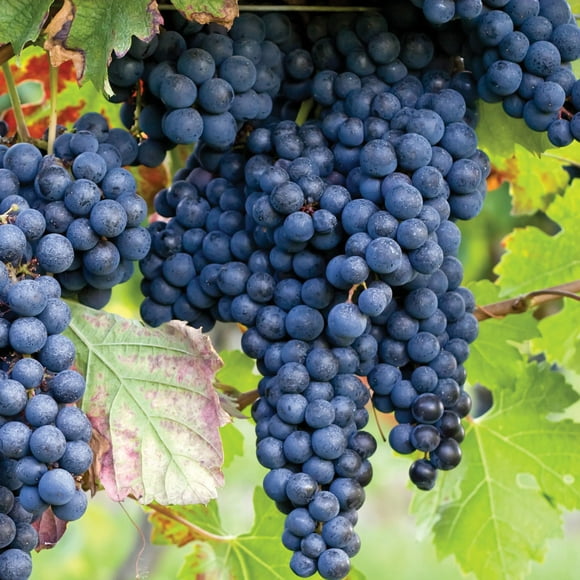 Outdoor Plants in Live Plants - Walmart.com