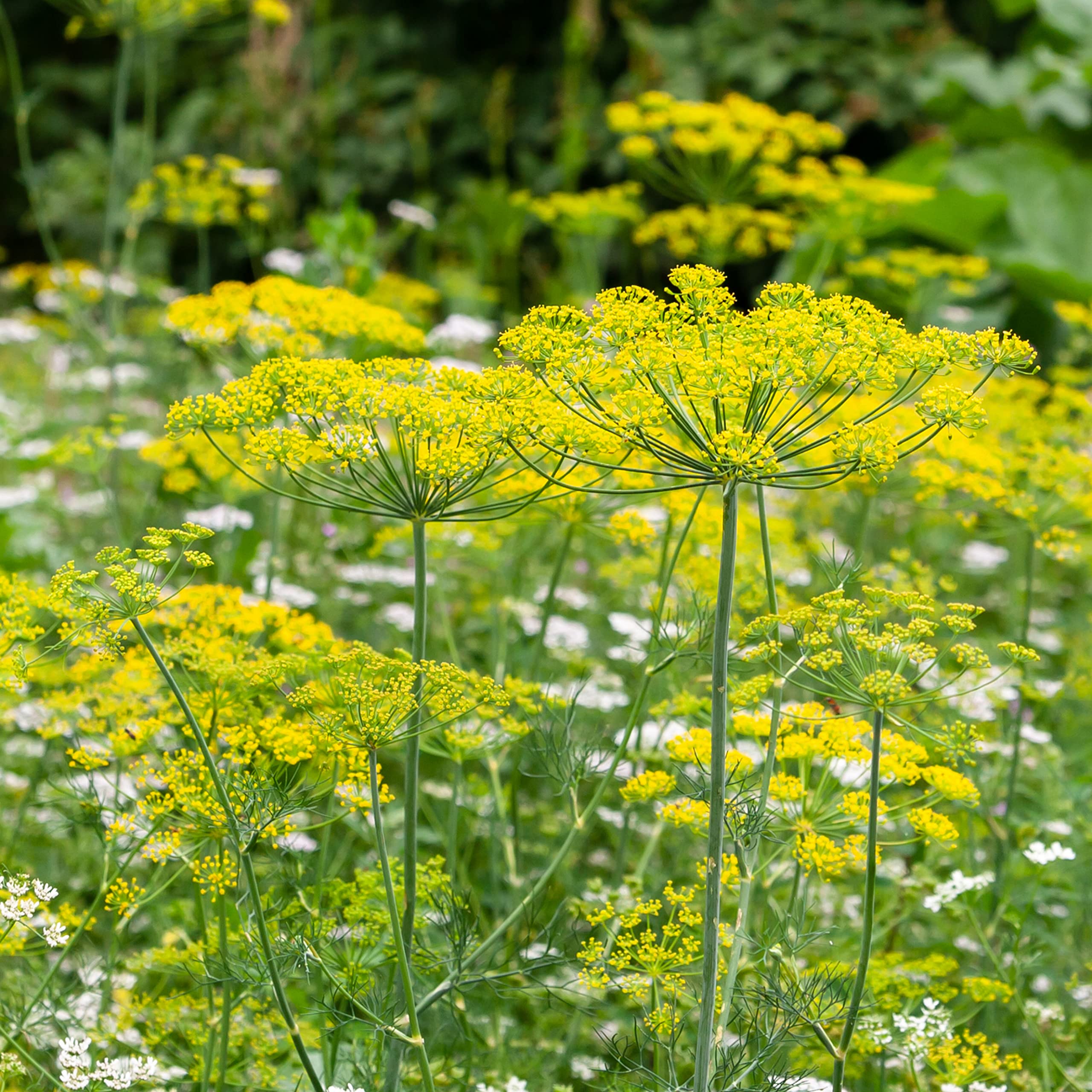 The Old Farmer's Almanac Organic Dill (Bouquet) H2FSDSeeds - Approx 750 ...