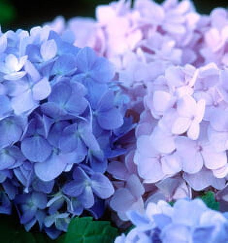 The Original Hydrangea (1 Gallon) Endless Summer Outdoor Live Plant ...